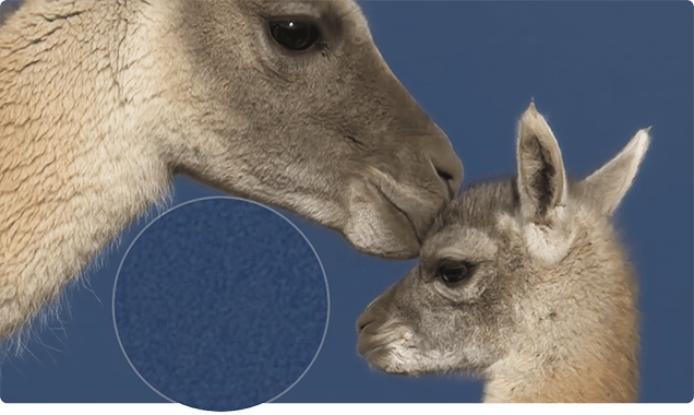 Capture One Plugins | Buy Plugins for Capture One - ON1