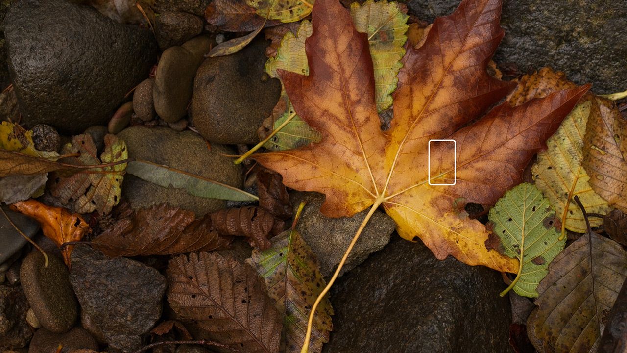 Photo Enlargement Science is in the Details - ON1